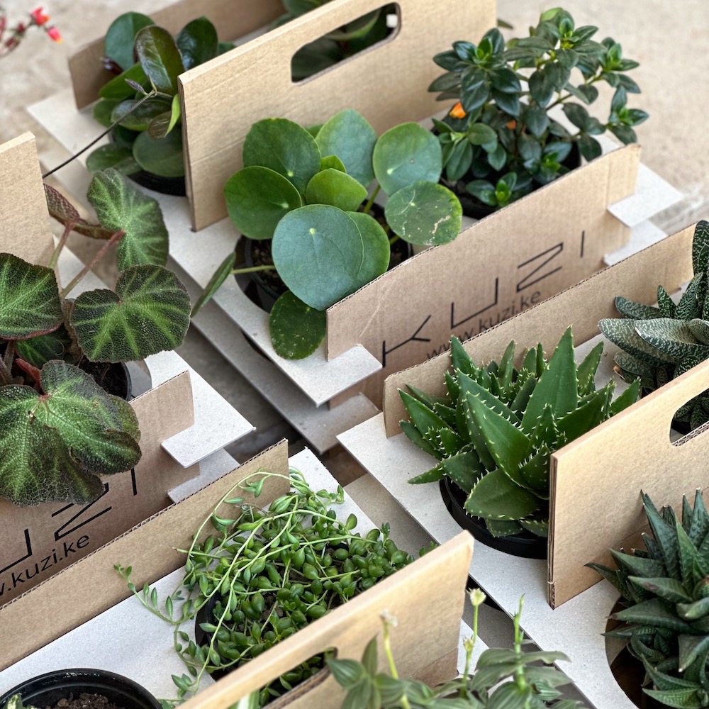 Welcome to Kuzi Trading