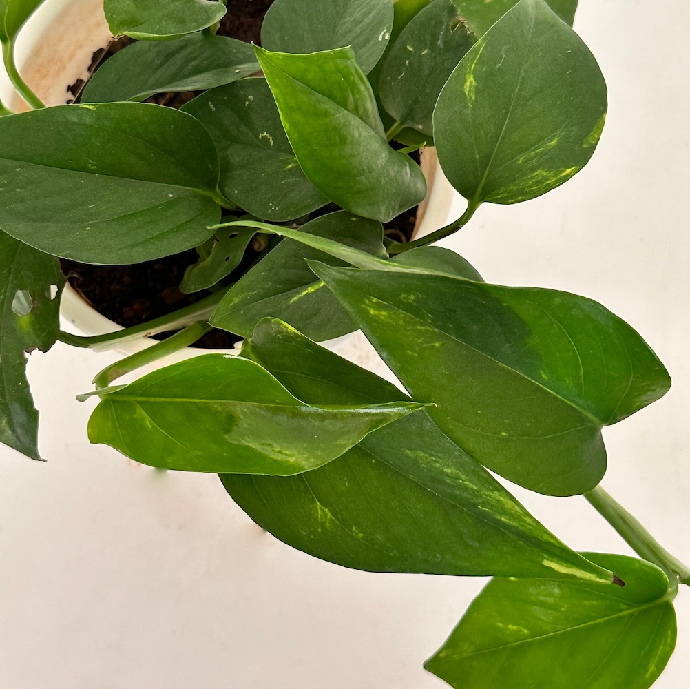 Epipremnum aureum | Kuzi