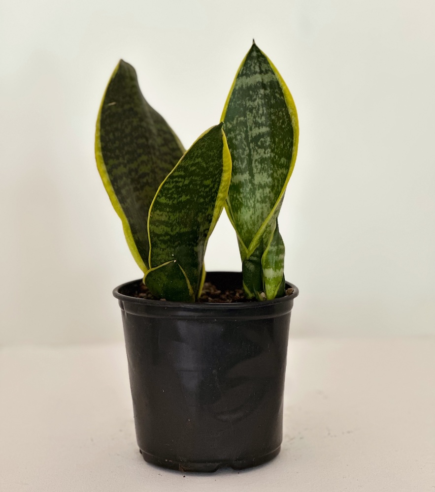 Sansevieria laurentii 'Mini' | Kuzi