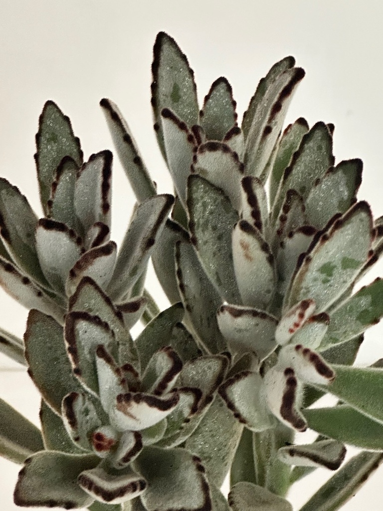 Kalanchoe tomentosa | Kuzi