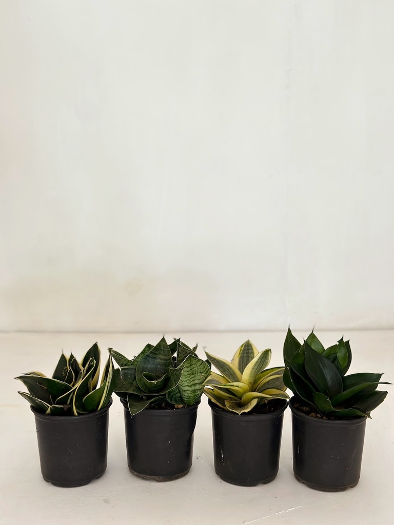 Snake Plant Selection (without pots) | Kuzi